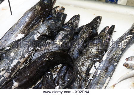 Schwarzer Degenfisch (aphanopus Carbo Stockfotografie - Alamy