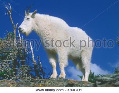 Weibliche Bergziege mit einem männlichen Bergziege stehen hinter ...