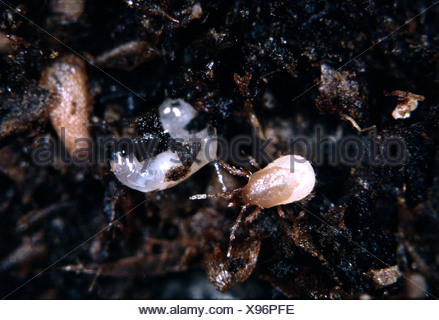 Raubmilbe Hypoaspis miles Stockfotografie - Alamy