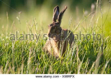 Kap Hase (Lepus Capensis) auf der Savanne in Ngorongoro Krater ...