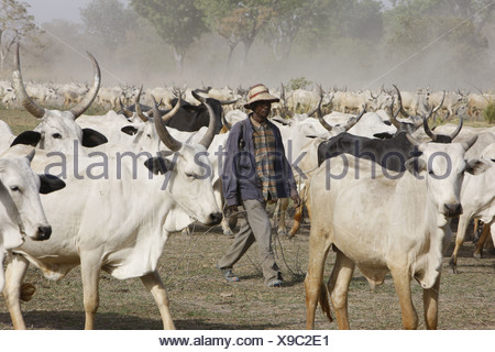 Hirte und Zebu Rinder hüten, am Lagdo-See, nördlichen Kamerun, Kamerun ...