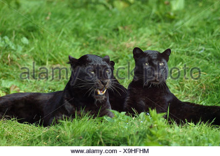 BLACK PANTHER Panthera Pardus, paar Paarung Stockfoto, Bild: 111617125 ...
