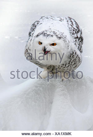 Schneeeule NYCTEA SCANDIACA Schnee weißen Auge gelbe Augen Uhu ...