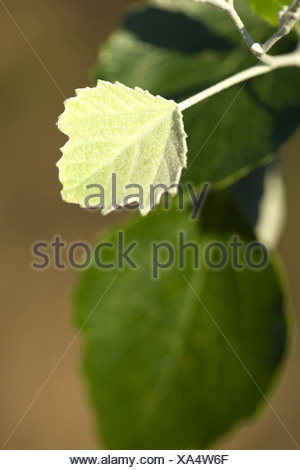 Silberpappel, Silber-leaved Pappel, Abele (Populus Alba), Baum ...
