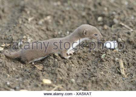 Mindestens Wiesel (Mustela nivalis) baby Wiesel im Unterholz ...