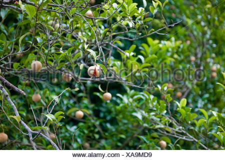 Karibik, Grenada, Muskatnuss Baum, Myristica Fragans Stockfoto, Bild ...