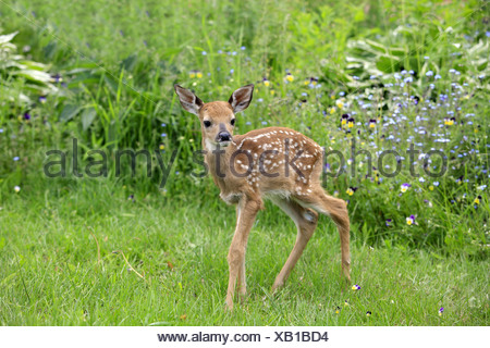 Jungtier - junges Reh Rehe Pflanzenfresser Pflanzenfresser "Virginia ...
