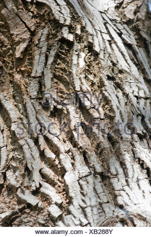 Juglans Regia, Walnuss, Stamm, Rinde Stockfoto, Bild: 127451332 - Alamy