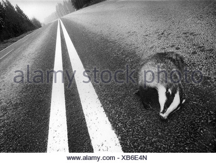 Schweden Dachs totes Tier Tiere Roadkill überfahren am Straßenrand ...