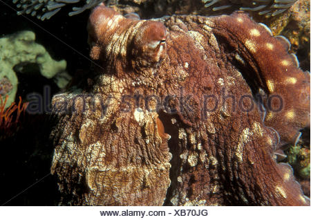 Nahaufnahme des Oktopus Kopf, Thailand, Kopffüßer, Augen, Camouflage ...