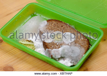 Verschimmelte Brot in Lunchbox, Schimmel an Lebensmittel, Upper Bavaria ...