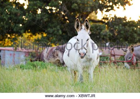 Esel und Karotte Stockfoto, Bild: 36723438 - Alamy