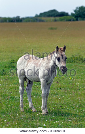 Konik (Equus Przewalskii F. Caballus) Pferd, vier Konik-Pferde im Trab ...