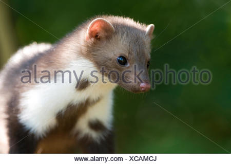 Junge Stein, Marder, Steinmarder oder weißen Brüsten Marder (Martes ...