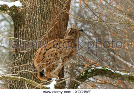Eurasischer Luchs (Lynx Lynx), Klettern auf einem Baumstamm in einem ...