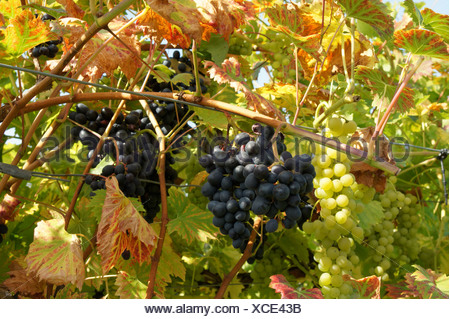 Weinrebe, Wein, Weintraube, Weintrauben, Wein-Rebe, Weinanbau, Anbau ...