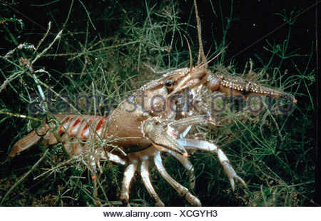 Spinycheek Krebse, amerikanischer Flusskrebs, amerikanische Flusskrebse ...