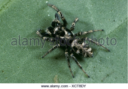 Zebra-Spinne (Salticus Scenicus). Schwarz / weiß gestreift Spinne ...