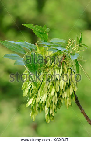 Gemeinsame Ash, Früchte, Nordrhein-Westfalen, Deutschland/(Fraxinus ...