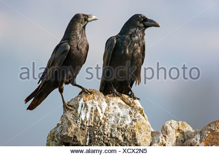 Rabe auf einem Ast Stockfoto, Bild: 33926935 - Alamy