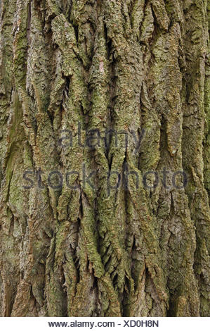 Stamm, Rinde, Struktur, Nahaufnahme, Baumstruktur, Pappel, Baum, Bäume ...