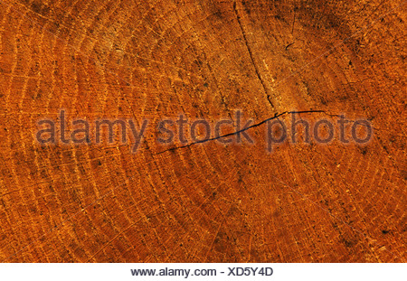 Lärche (Larix) Baumstamm Querschnitt: Baum-Ringe Stockfoto, Bild ...