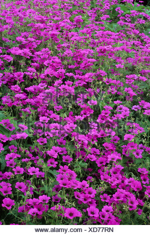 Geranium 'Patricia', Storchschnabel, Bodendecker Gartenpflanze, lila ...
