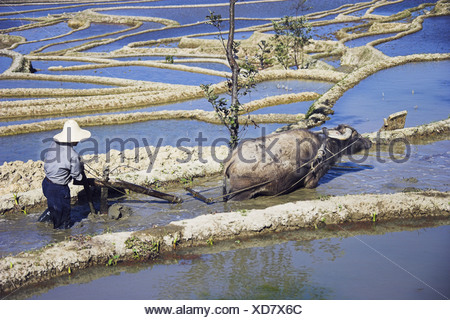 Asien China Reis-Terrassen Reisbauern Wasser-Büffel Bubalus ...