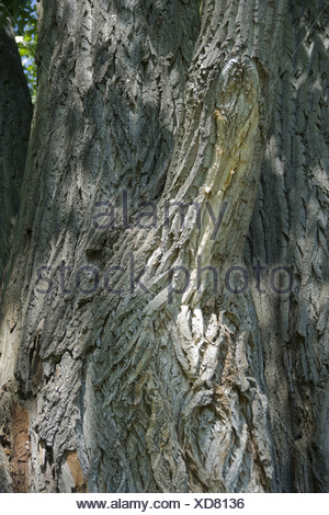 Schwarz-Pappel (Populus Nigra) Stamm und Rinde Riverside Baum ...
