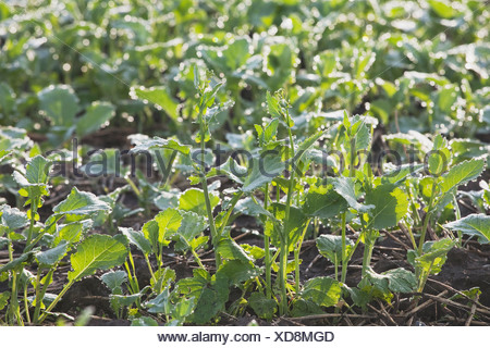 Nahaufnahme des jungen Raps Pflanze, Alberta, Kanada Stockfoto, Bild ...