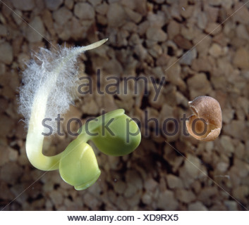 WURZELHAARE / SÄEN SIE KEIMUNG / RADIESCHEN SAMEN 'WUNDERKERZE WEIßE ...