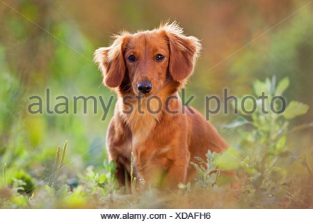 Langhaar Dackel Langhaar Dackel, Haushund (Canis Lupus F. Familiaris ...