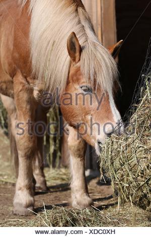 Pferd Heu essen Stockfotografie - Alamy