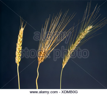 Vergleich von Körner, Roggen, Gerste, Weizen STUDIO Stockfoto, Bild ...