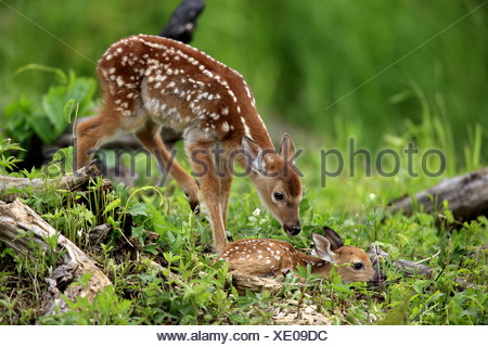 Jungtier - junges Reh Rehe Pflanzenfresser Pflanzenfresser "Virginia ...