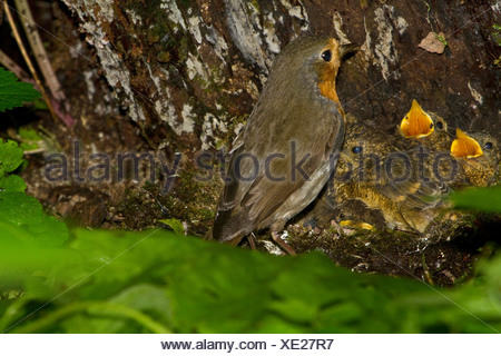 Rotkehlchen (Erithacus Rubecula) Erwachsenen am Nest mit Küken, die ...