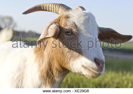 Ziegenbock Bock Ziege Horn Hoerner Portrait Zaehne Gebiss fiel Bart ...