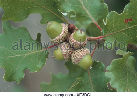 Flaum Eiche Frucht Eichel Stockfoto, Bild: 29104177 - Alamy