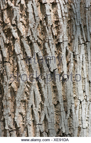Juglans Regia, Walnuss, Stamm, Rinde Stockfoto, Bild: 127451332 - Alamy