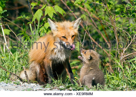 Niedlichen Fuchs sitzen auf den Felsen Vektor Abbildung - Bild ...