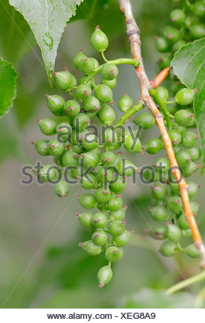Kanadische Pappel, Früchte, Provence, Südfrankreich/(Populus x ...