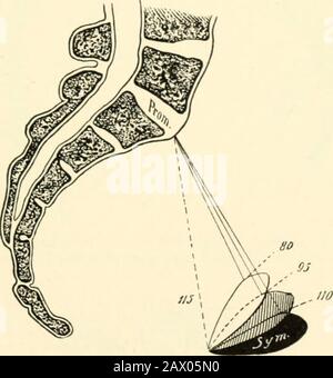 Conjugado Obstétrico