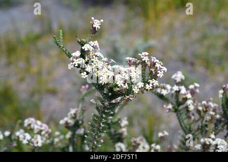 El arbusto negro o mata negra (Mulguraea tridens o Junellia tridens) es ...