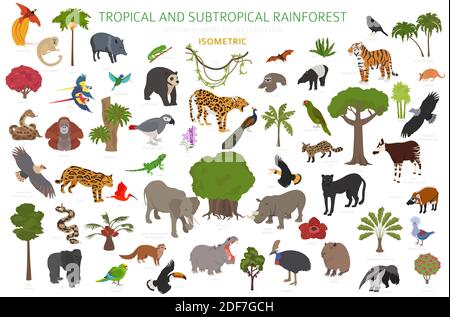 Bioma tropical y subtropical de la selva tropical, región natural ...