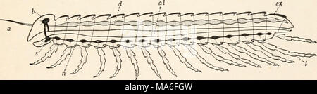 Diagrama De Exoesqueleto De Insectos
