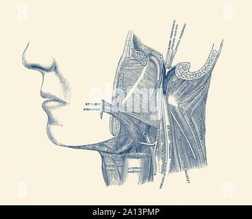Les muscles de la mâchoire humaine, de l'illustration Banque D'Images ...