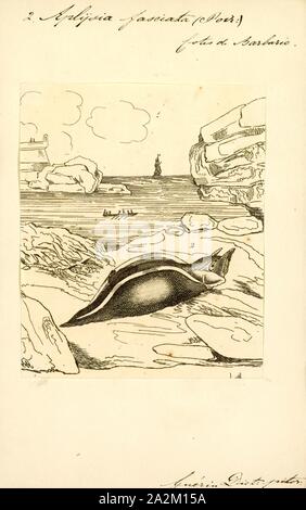 Aplysia fasciata, nom commun le lièvre d'eau marbré, ou le lièvre d'eau ...