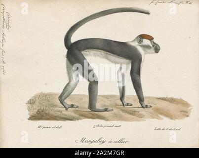 Le singe vervet (Chlorocebus pygerythrus), ou tout simplement vervet ...