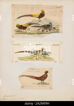 Chrysolophus pictus, Imprimer, le Faisan doré ou faisan chinois ...