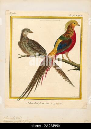 Chrysolophus pictus, Imprimer, le Faisan doré ou faisan chinois ...